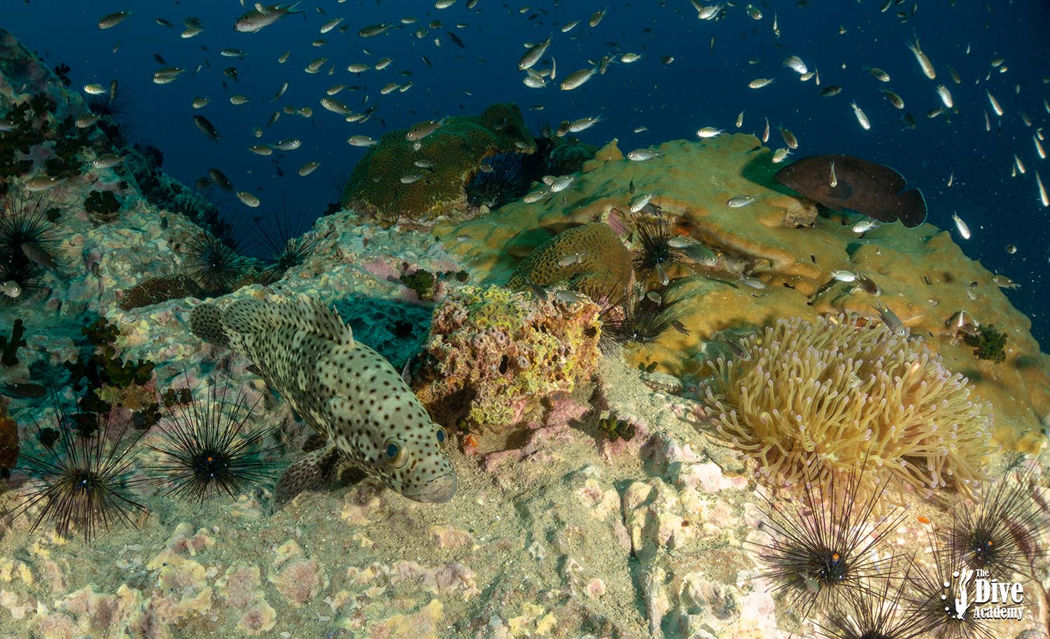 Chumphon Pinnacles Location Koh Tao ‣ The Dive Academy Samui